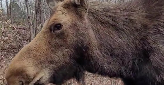Meeting a Wild Moose Up-Close - Sharedots