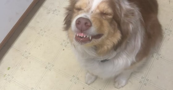 Misbehaving Dog Grins Through Scolding - Sharedots