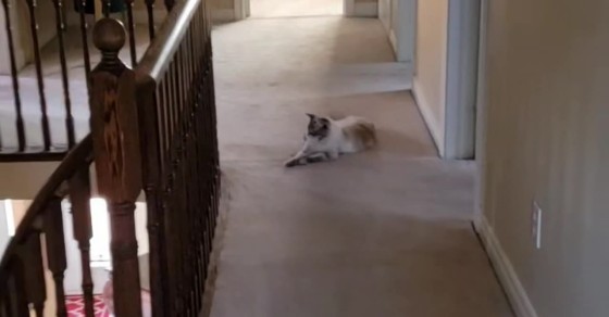 The Cat Distribution System at Work - Sharedots