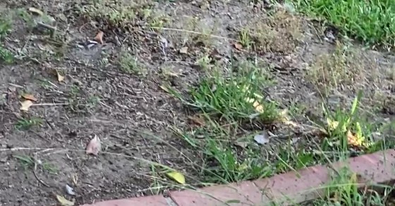 Black Bear Kitchen Surprise - Sharedots