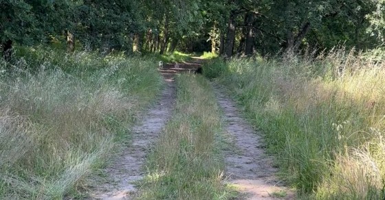 Full Snoot In The Toot - Sharedots