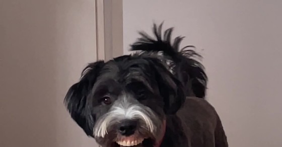 Dog Steals Grandma's Dentures - Sharedots