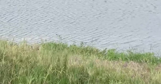 Swamp Puppy Steals Dogs Ball - Sharedots