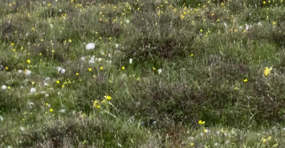 Huge Hail In Mountains - Sharedots