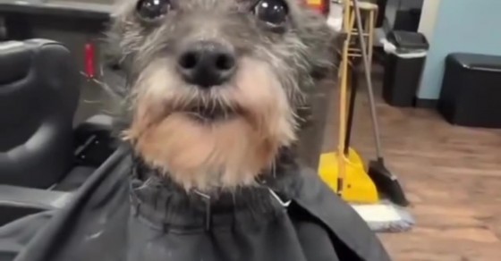 Dog Gets a Haircut at a Barbershop - Sharedots