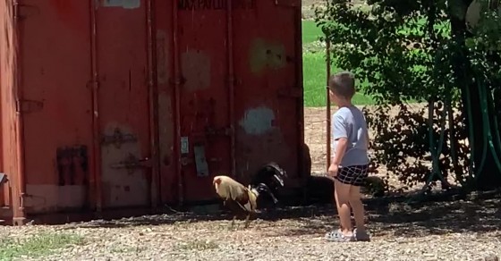 Rooster Gets Revenge On Kicking Boy - Sharedots