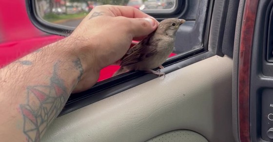 Bird Checks In On Driver - Sharedots
