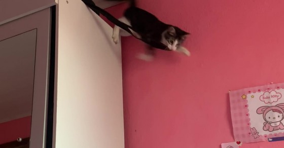 Cat Fails to Land Jump - Sharedots