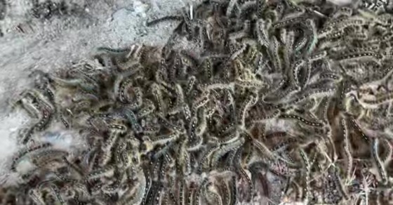 Army Worm Infestation - Sharedots