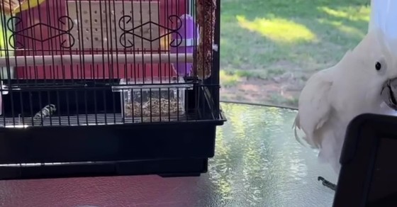 Singing Cockatoo Is Very Enthusiastic Sharedots