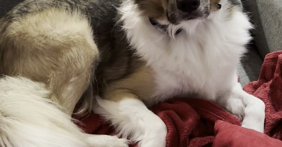 Dog Trust Falls Into Snuggles - Sharedots