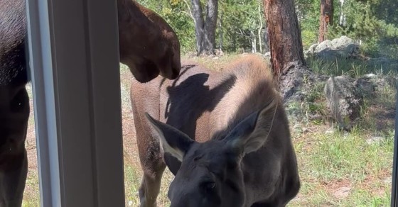 Moose and Calf Visit Airbnb - Sharedots