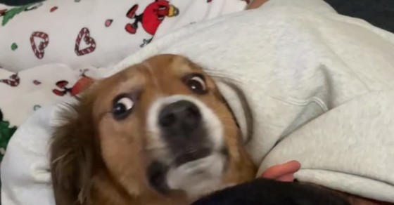 Doggo is Unsure About Hugs - Sharedots
