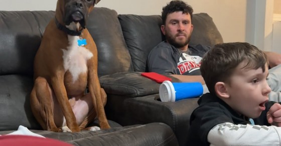 Boxer Dog Confused by Boy's Actions - Sharedots