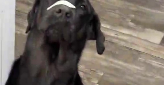 My Dogs Cheese Face. - Sharedots