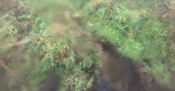 Equestrian Disoriented After Rotational Fall - Sharedots