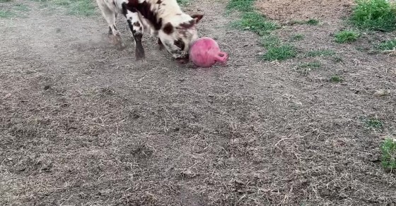Calf Plays with their Favorite Ball - Sharedots