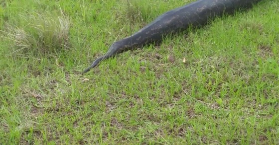 Massive African Rock Python Spotted in Ballito - Sharedots