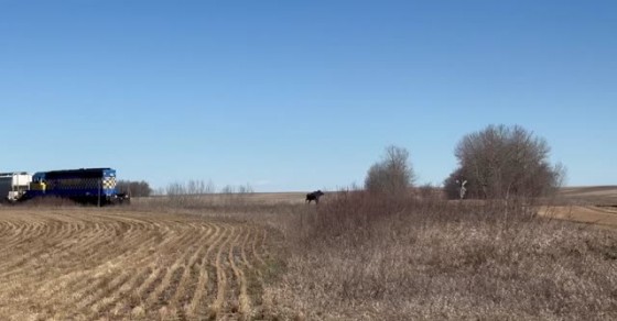 Canadian Moose Runs From Train - Sharedots