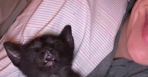 Kitten's Runny Nose Looks Like Second Face - Sharedots