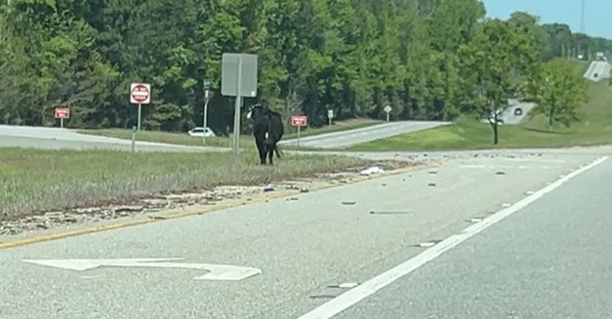 Rogue Cow Jumping Around in the Median - Sharedots