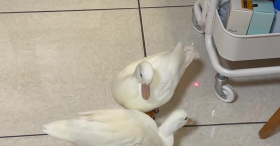 Ducks Chase Laser Pointer - Sharedots