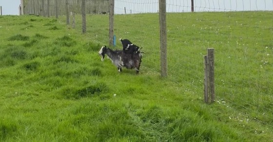 Baby Goat Hops on Mama's Back - Sharedots