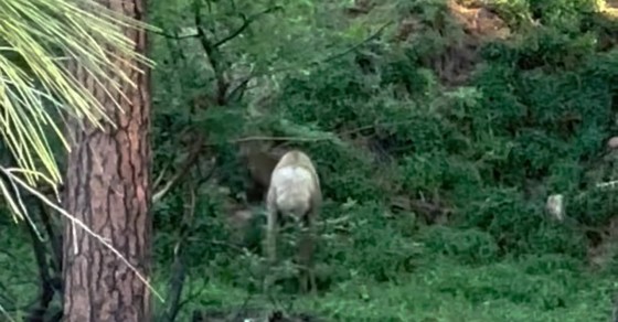 Elk Spotted Dancing in the Forest - Sharedots