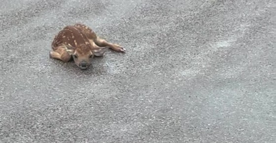 Fawn Takes First Steps in the Rain - Sharedots