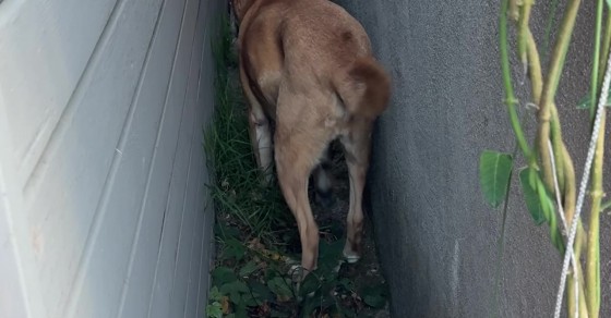 Dog Goes Reverse Mode - Sharedots
