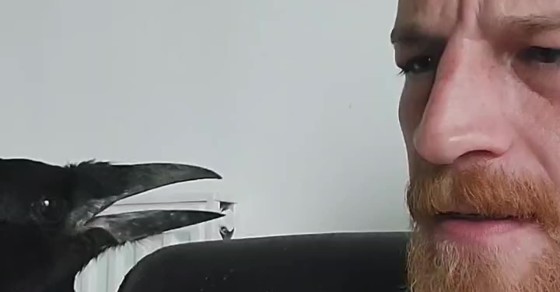 Crow Bites Nose and Gets Scolded - Sharedots