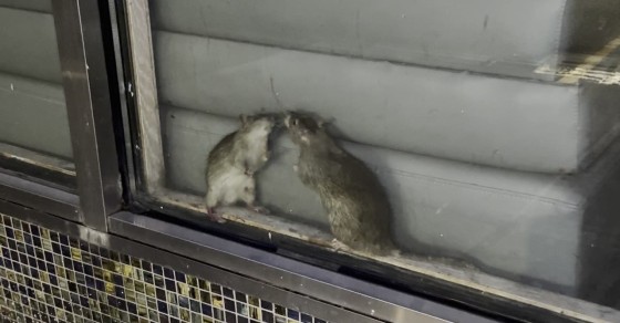 Rats Kissing - Sharedots