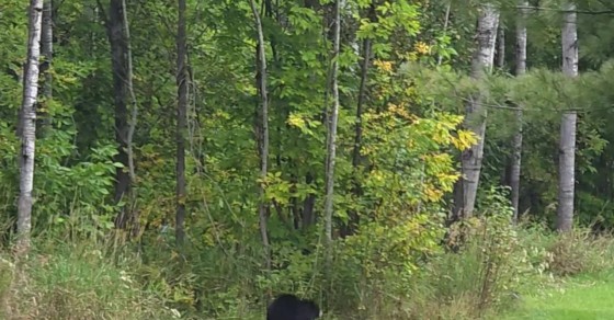 Poultry Patrol Scares Bear Away - Sharedots