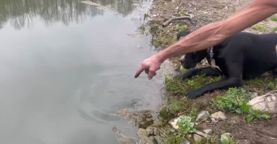 Fish Flops Out of Pond - Sharedots