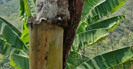 Ghost Bird And Chick Hide In Plain Sight - Sharedots