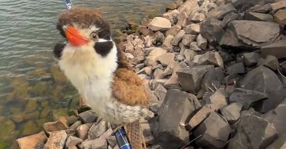Cute Bird Lands on Fishing Rod - Sharedots