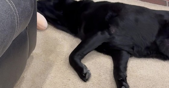 Lazy Black Lab Doesn't Stand To Play - Sharedots