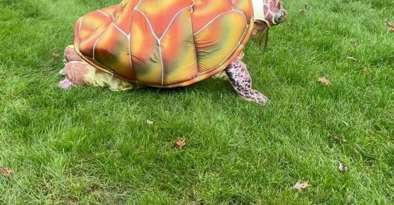 Young Turtle Enthusiast's Halloween Costume - Sharedots