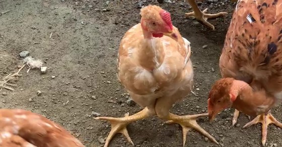 Demi Lovato Chicken - Sharedots