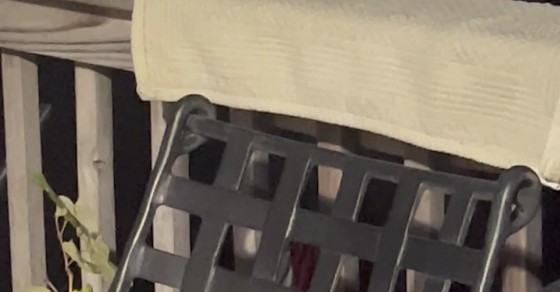 Mantis and Cat Interaction - Sharedots