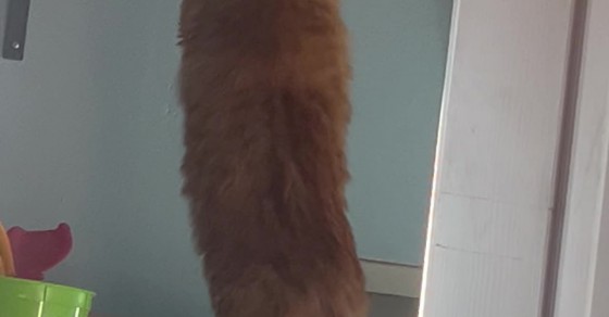 Cat Knocks Stuff Off Shelf While Sneaking Treats - Sharedots