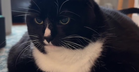 Telling Cat a Corny Joke About Fancy Feasts - Sharedots