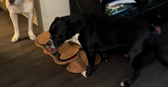 Dog Offended By Owner Spreading His Eating Habit Business - Sharedots