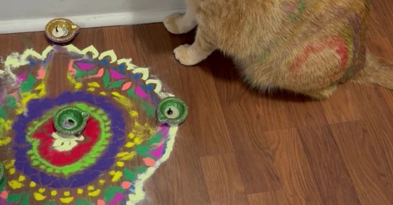 Ginger Cat Thought It’s Holi and Not Diwali - Sharedots