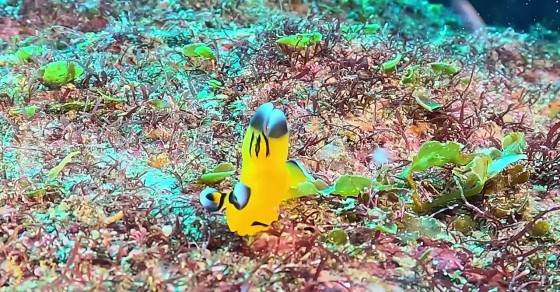 Pikachu of the Sea - Sharedots