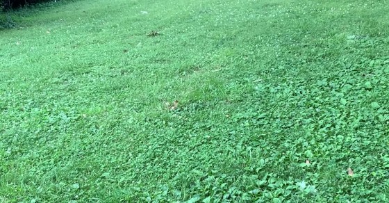 Deer Plays Frisbee With German Shepherd - Sharedots