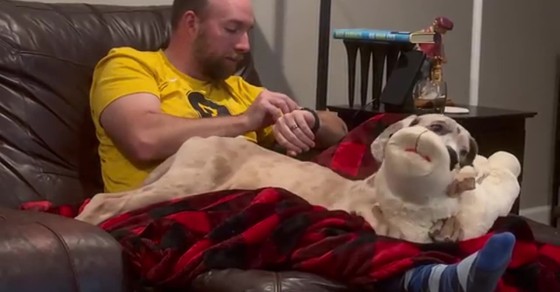 Our Great Dane's Still Working on Boundaries - Sharedots