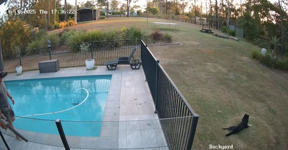 Distraction While Leaf Blowing Leads To Swimming Pool Fall - Sharedots