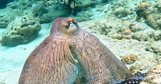 Curious Octopus Bumps Into Camera - Sharedots