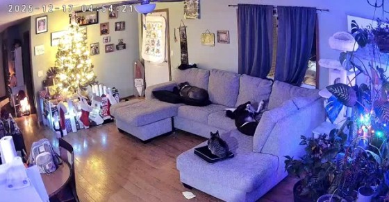 Buckwheat Falls Off the Couch - Sharedots